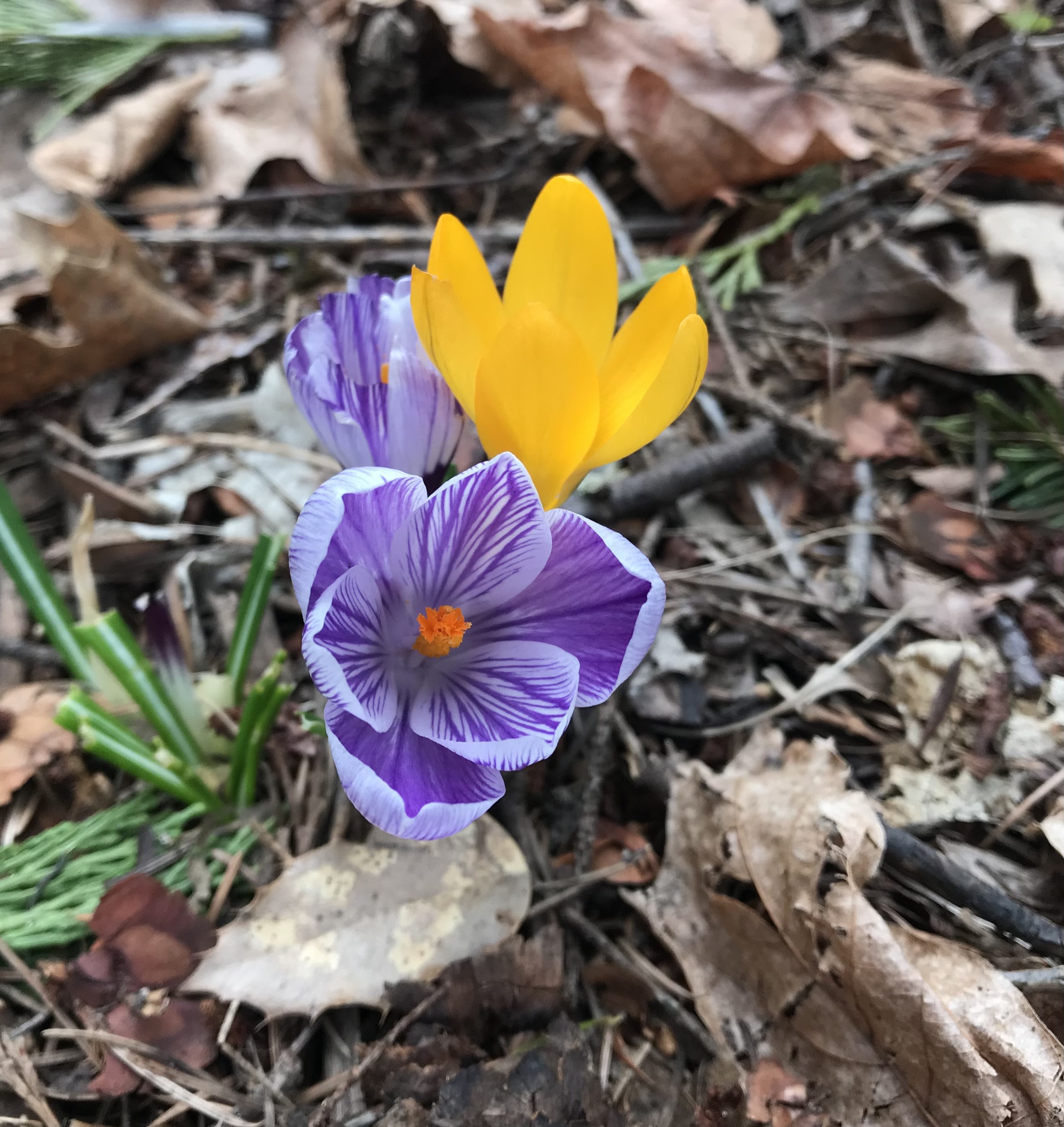 Crocus – Photos from Sue