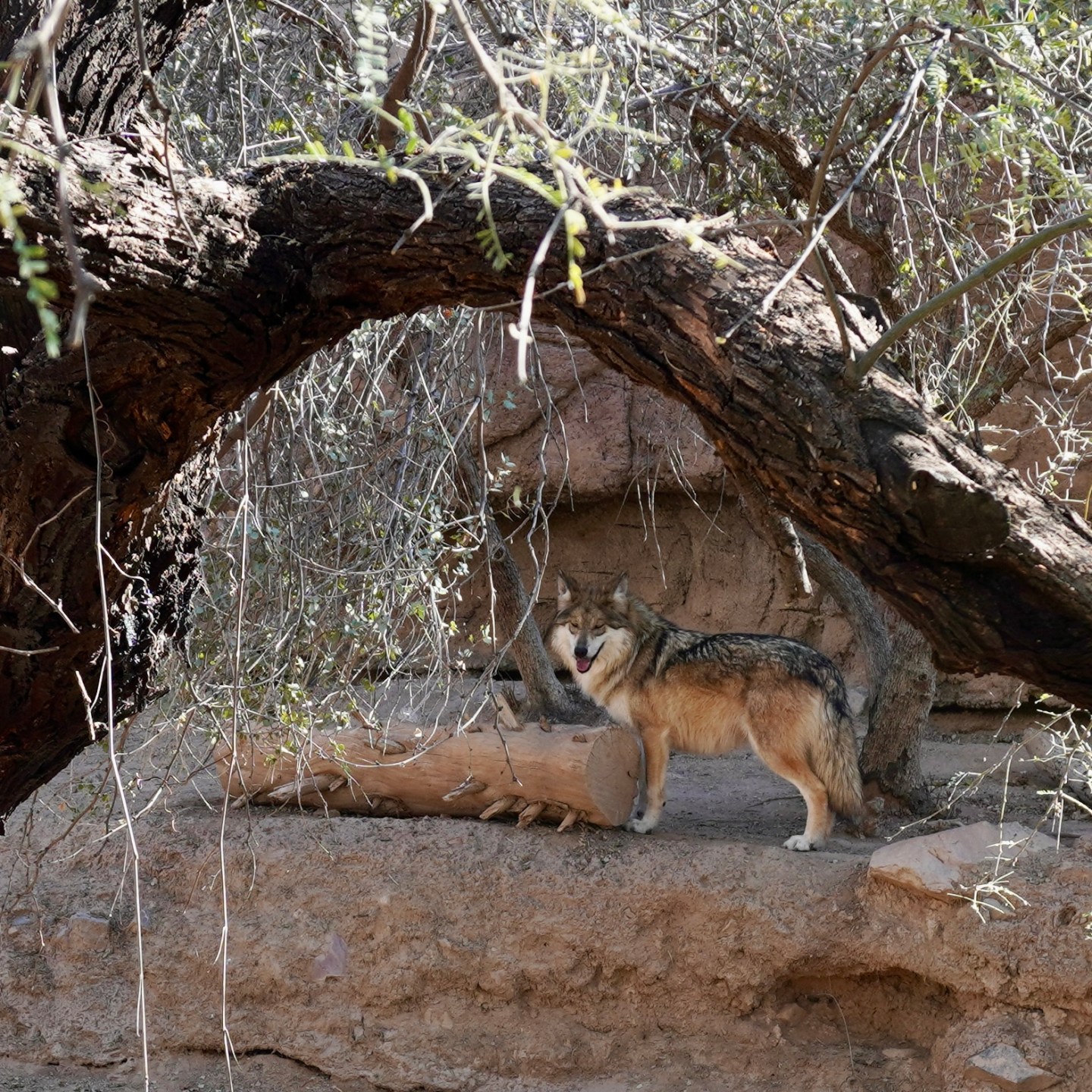 Mexican Gray Wolf – Photos from Sue